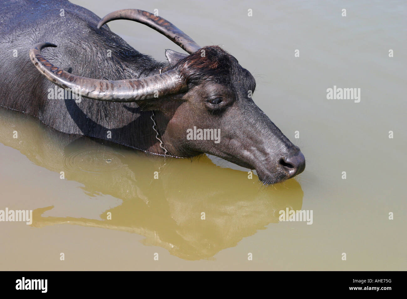 buff in water Stock Photo - Alamy