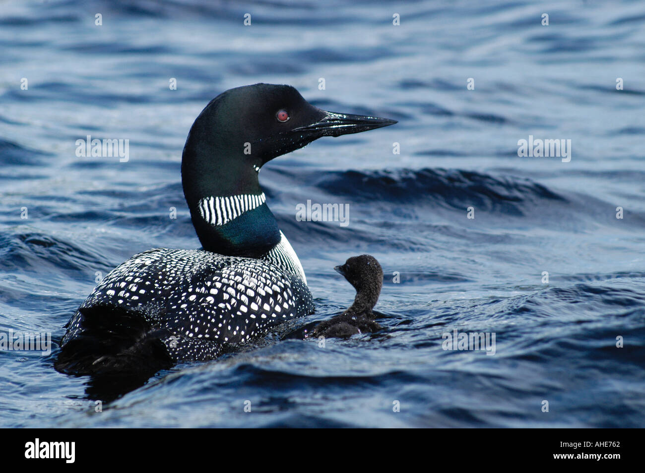 Common Loon and chick in Farm Lake Minnesota Stock Photo - Alamy
