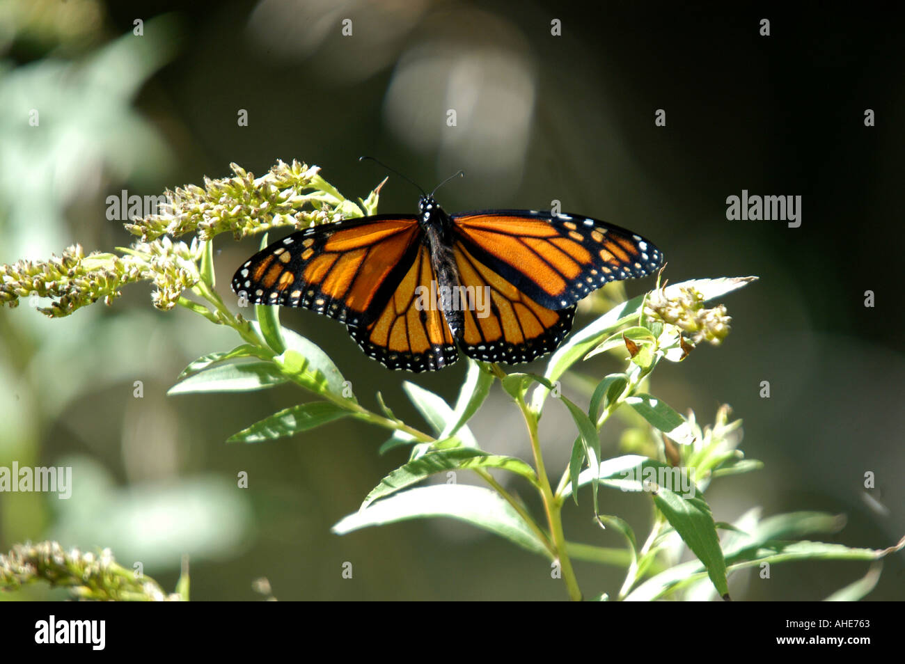 Monarch Butterfly Stock Photo - Alamy