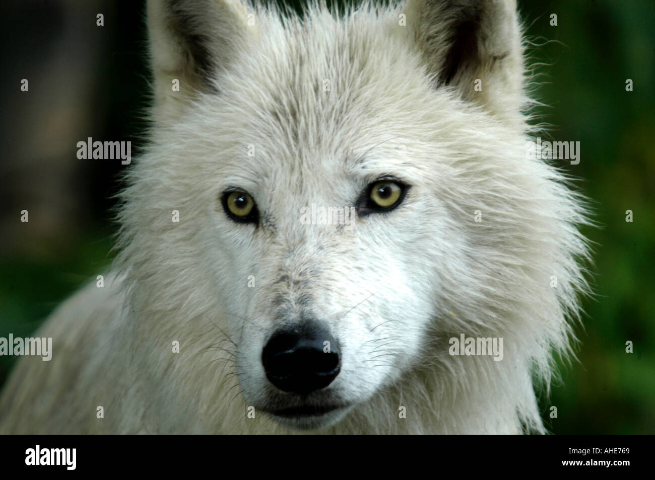 Arctic wolf at the International Wolf Center Ely Minnesota Stock Photo ...