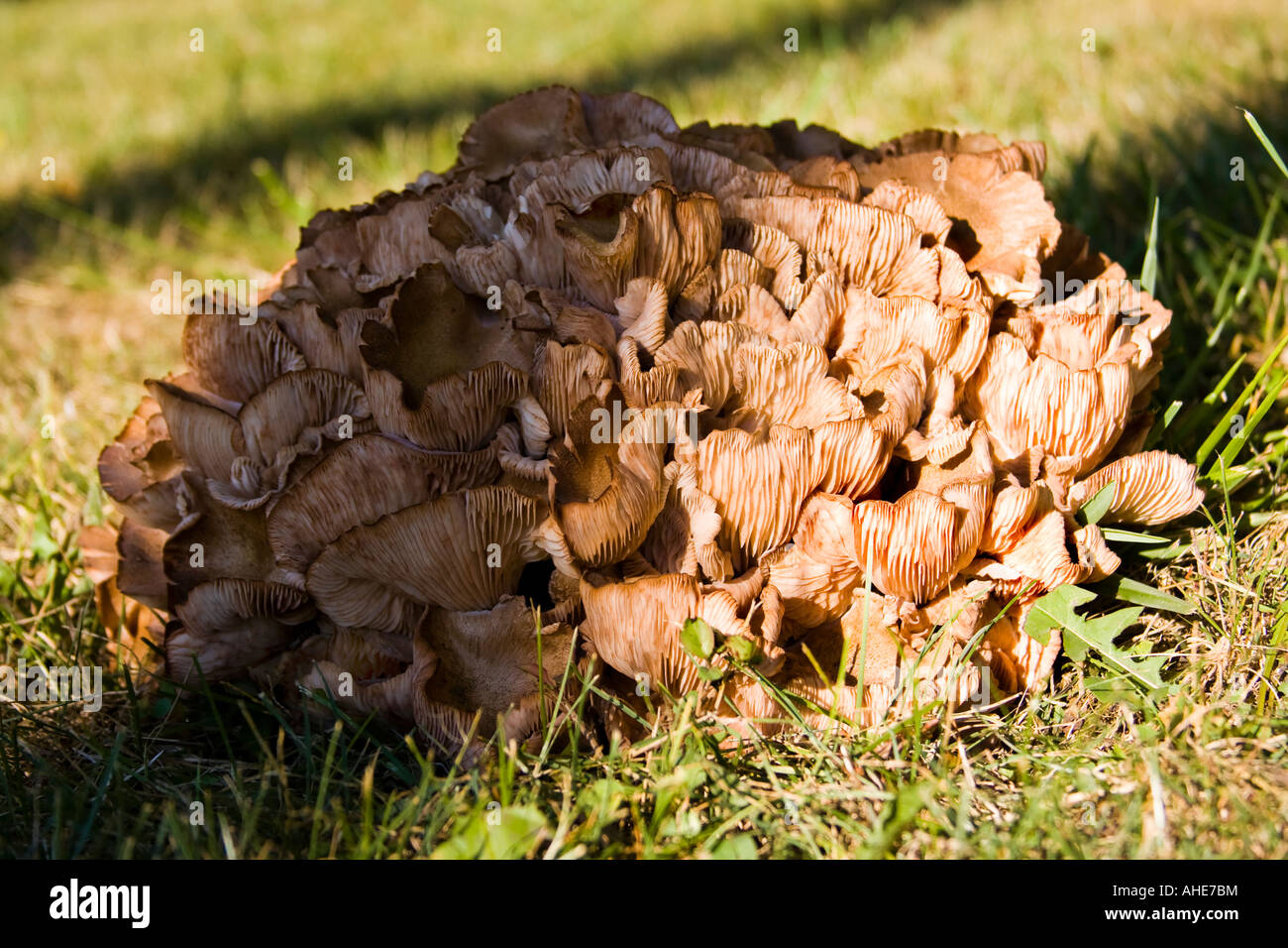 Mushroom cluster hi-res stock photography and images - Alamy