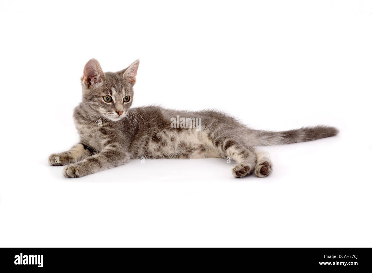 Kitten lying down hi-res stock photography and images - Alamy