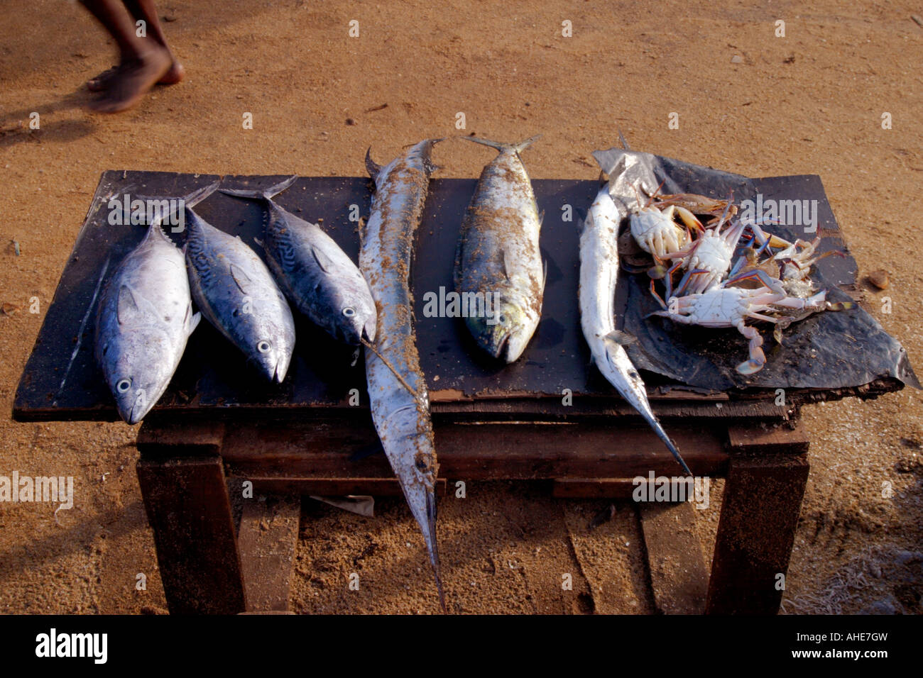 fish in sri lanka Stock Photo - Alamy