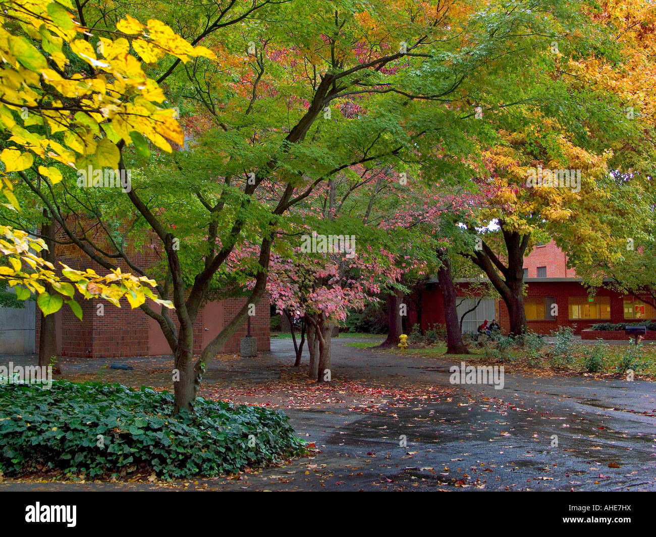 Fall colors at the California State University, Chico campus Stock ...