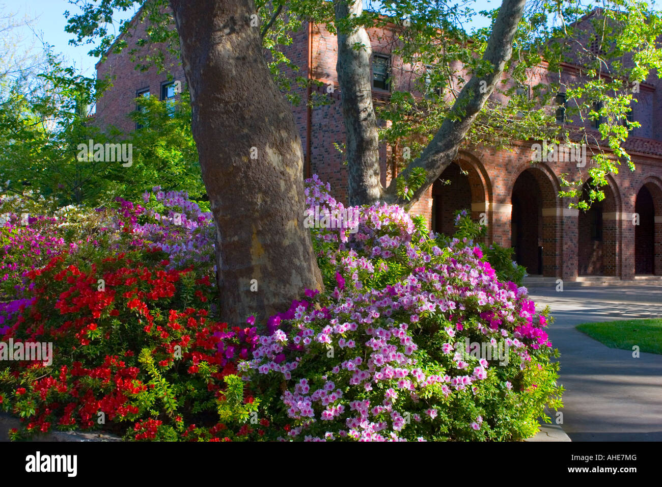 Chico state campus hi-res stock photography and images - Alamy