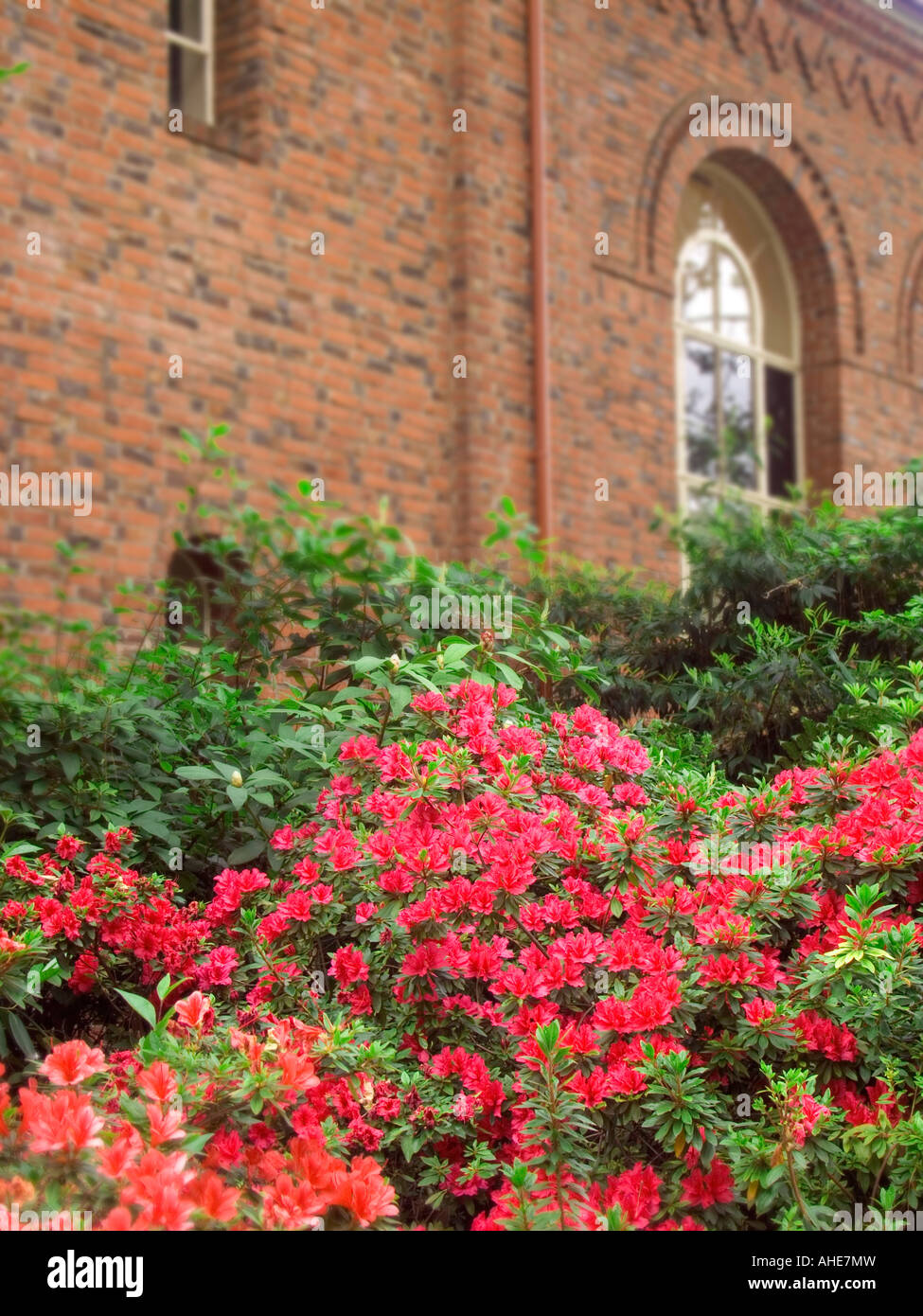 California State University Chico campus in the spring Stock Photo - Alamy