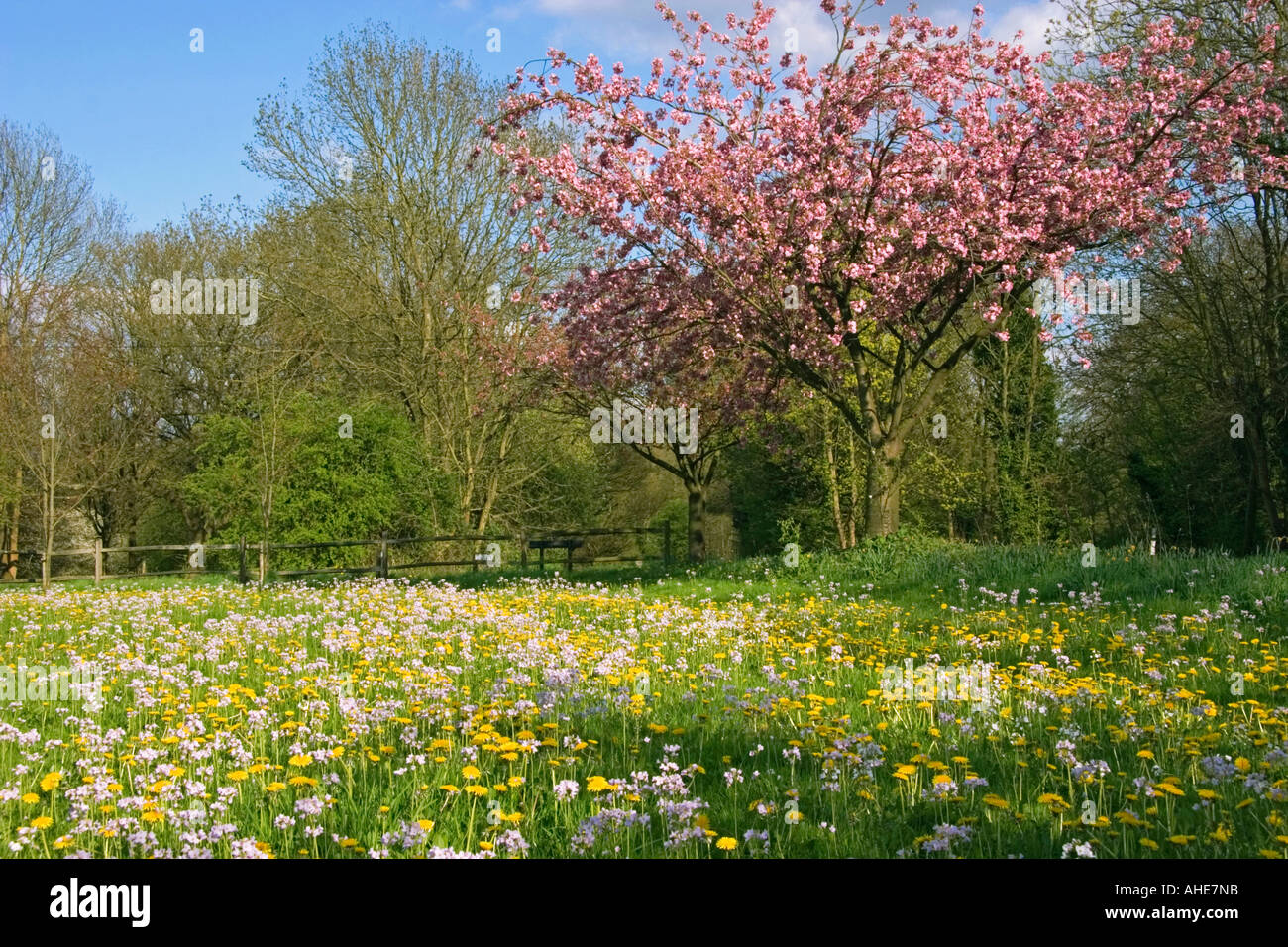 English Meadow at Compton Guildford Surrey UK Stock Photo - Alamy