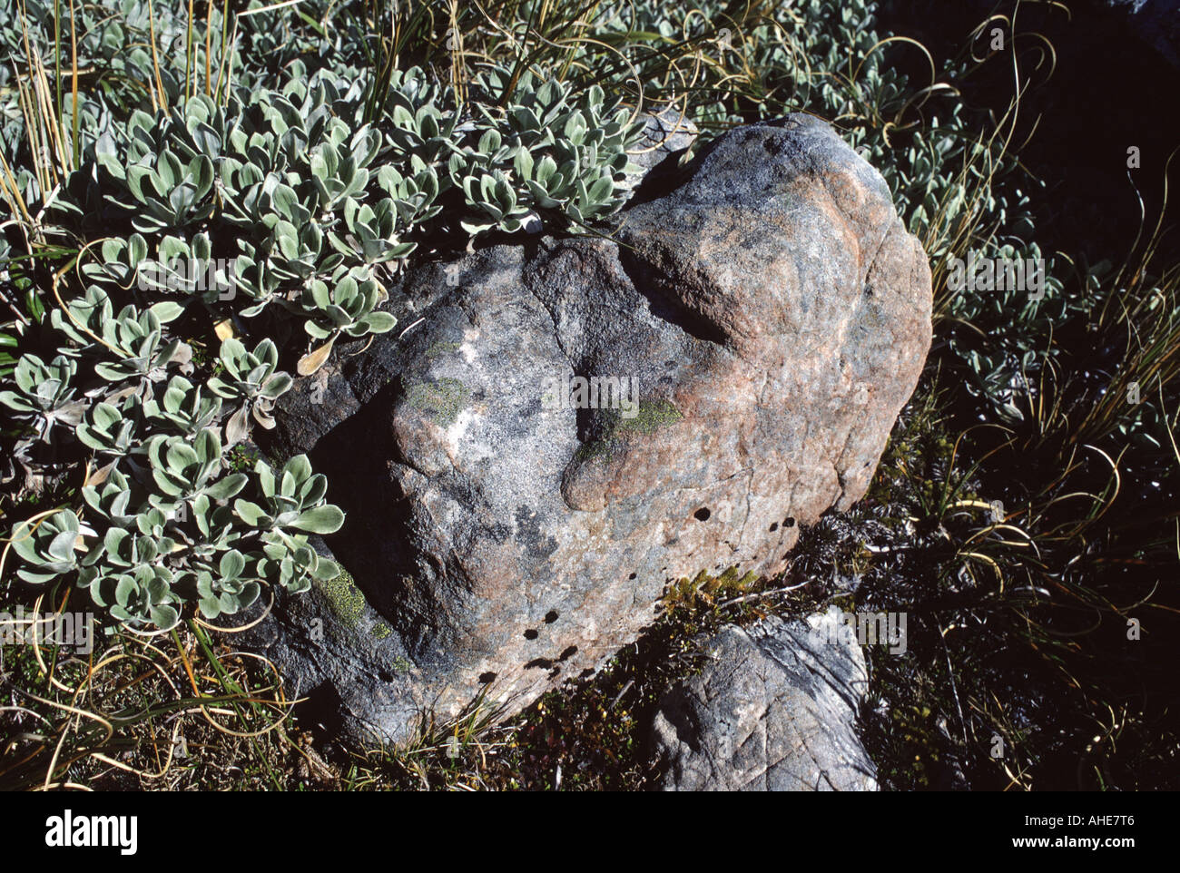 Face in rock with native plants near Arthurs Pass South Island New ...