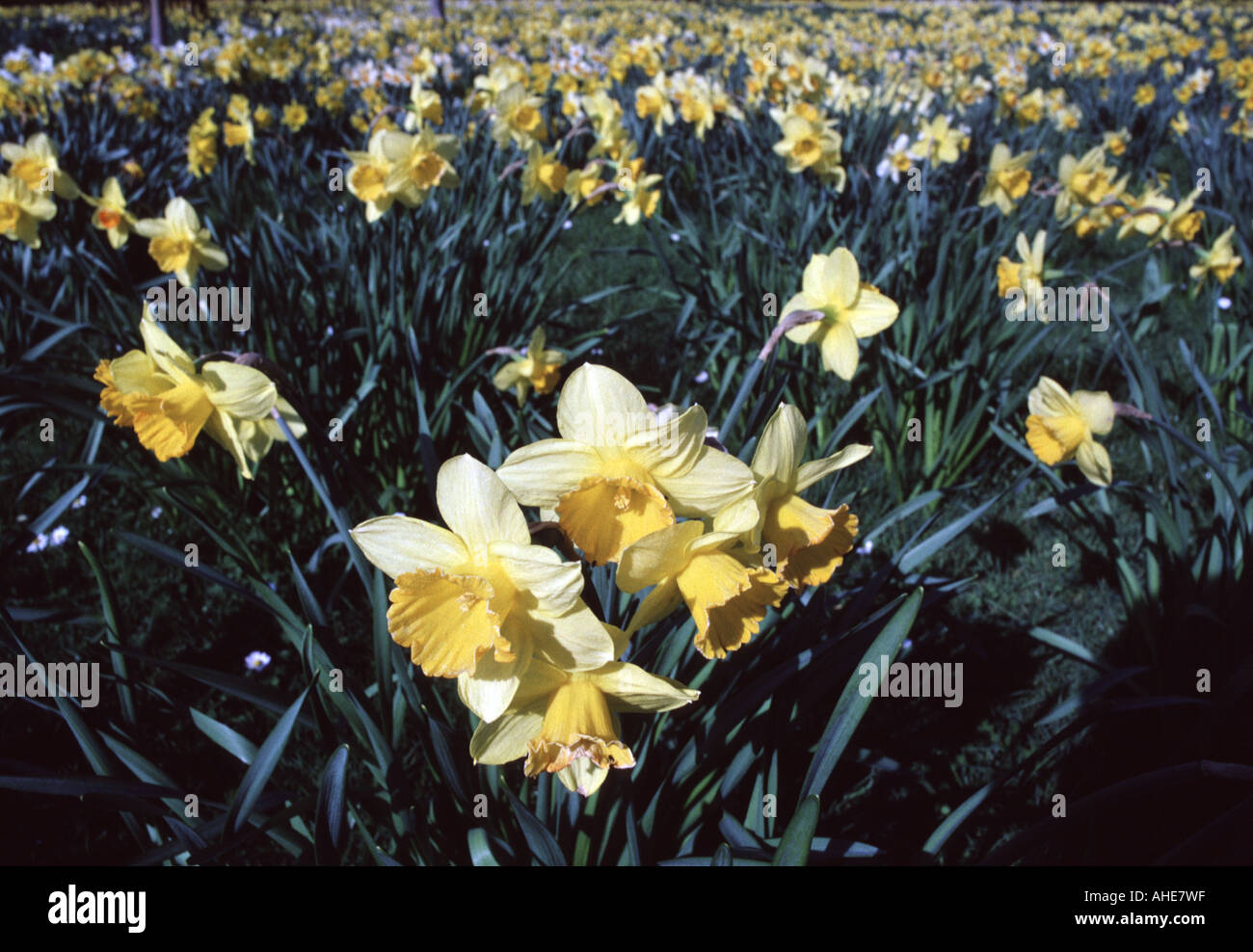 Daffodil flower heads looking downward Stock Photo - Alamy