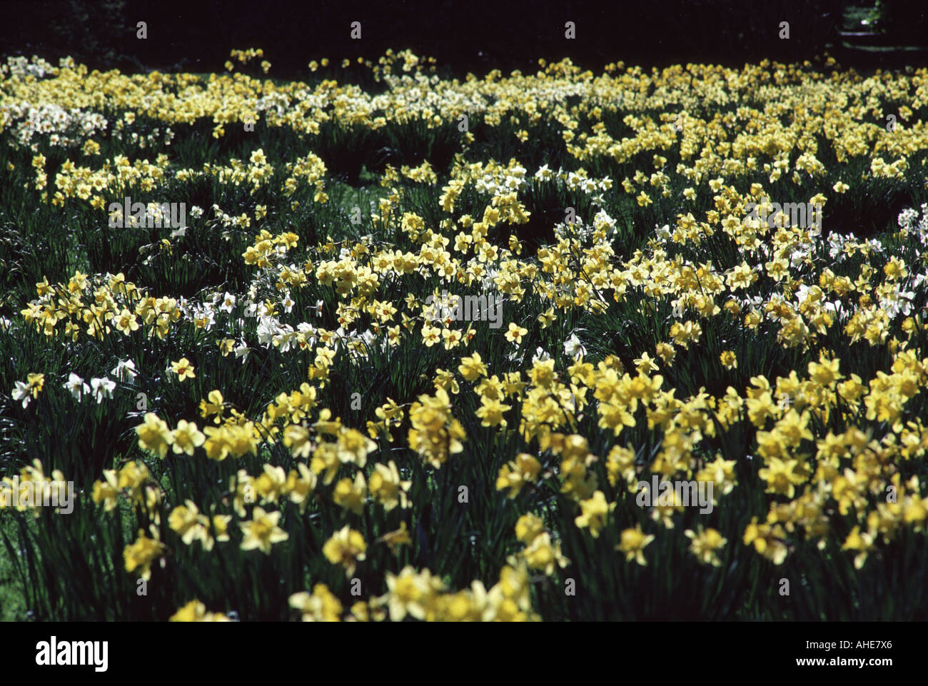English daffodil hi-res stock photography and images - Alamy