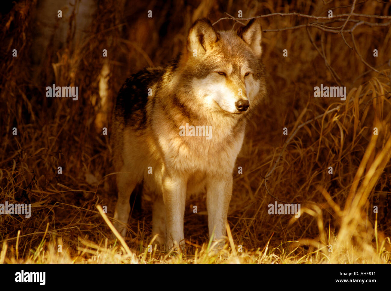 Timber or Grey Wolf Canis Lupus Minnesota USA Stock Photo - Alamy