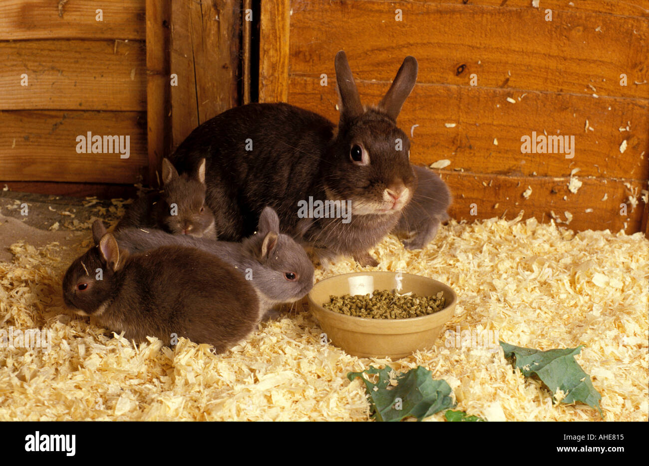 Rabbit young feeding from bowl in pen Stock Photo - Alamy