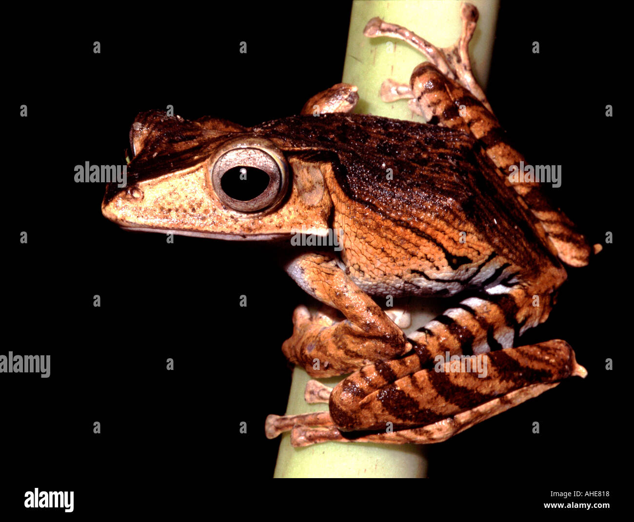 Frog Sp unknown Sabah Borneo Stock Photo - Alamy