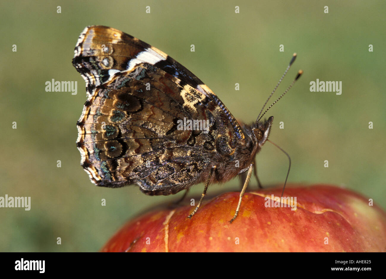 Vanessa butterfly hi-res stock photography and images - Alamy