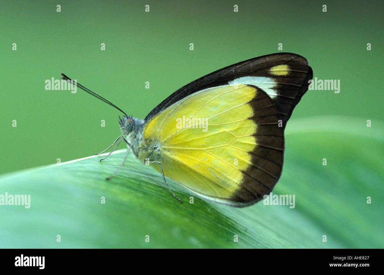 Albatros hi-res stock photography and images - Alamy