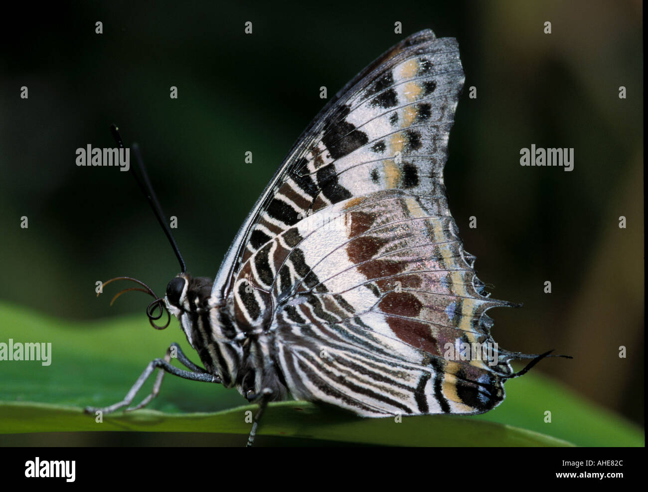 Charaxes castor hi-res stock photography and images - Alamy