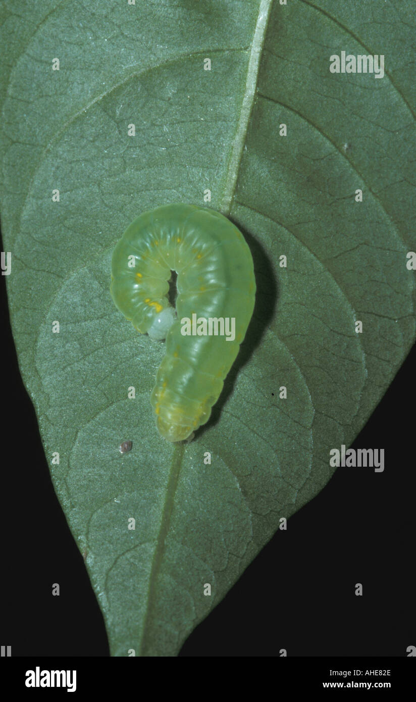Glasswing Butterfly Caterpillar