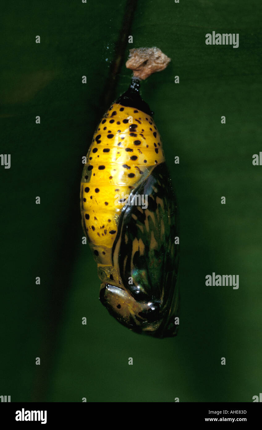 Tree Nymph Butterfly Idea leuconoe pupae or chyrsalis Stock Photo - Alamy