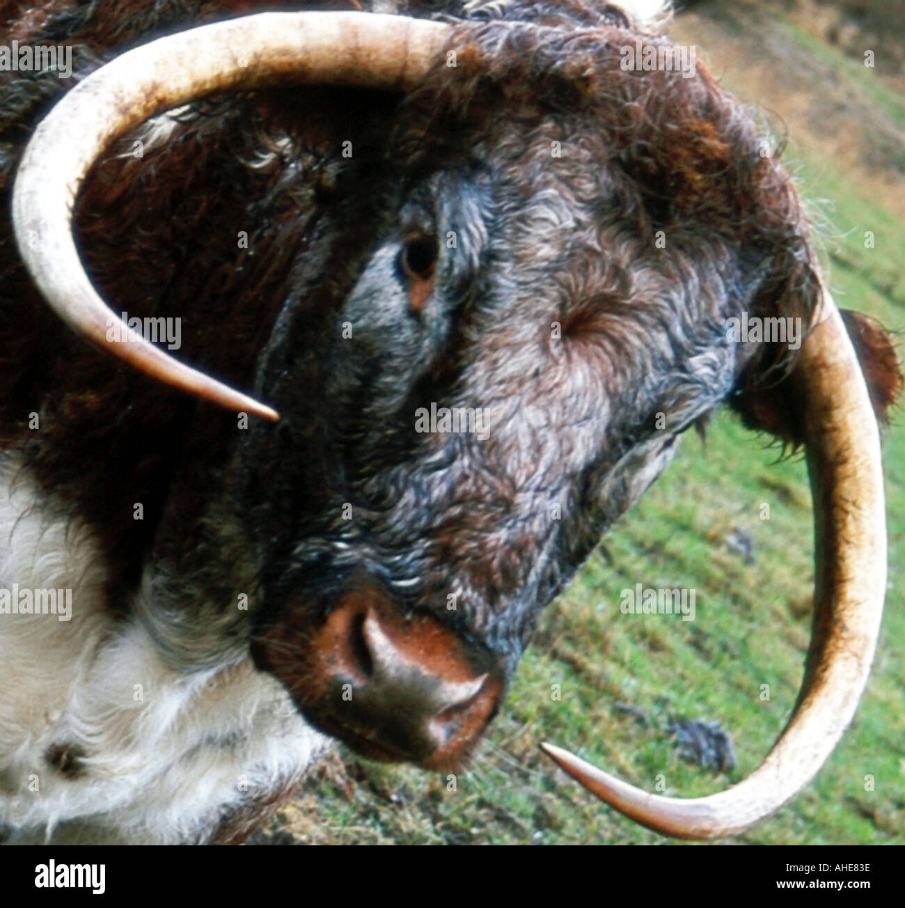 Close up longhorn cow hi-res stock photography and images - Alamy