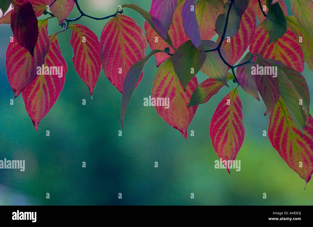 California State University Chico campus in the fall Stock Photo - Alamy