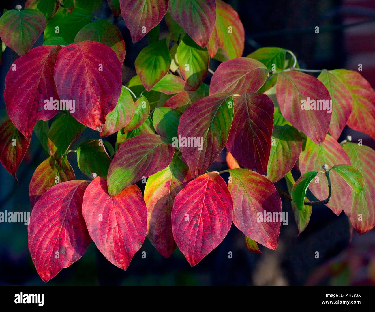 California State University Chico campus in the fall Stock Photo - Alamy