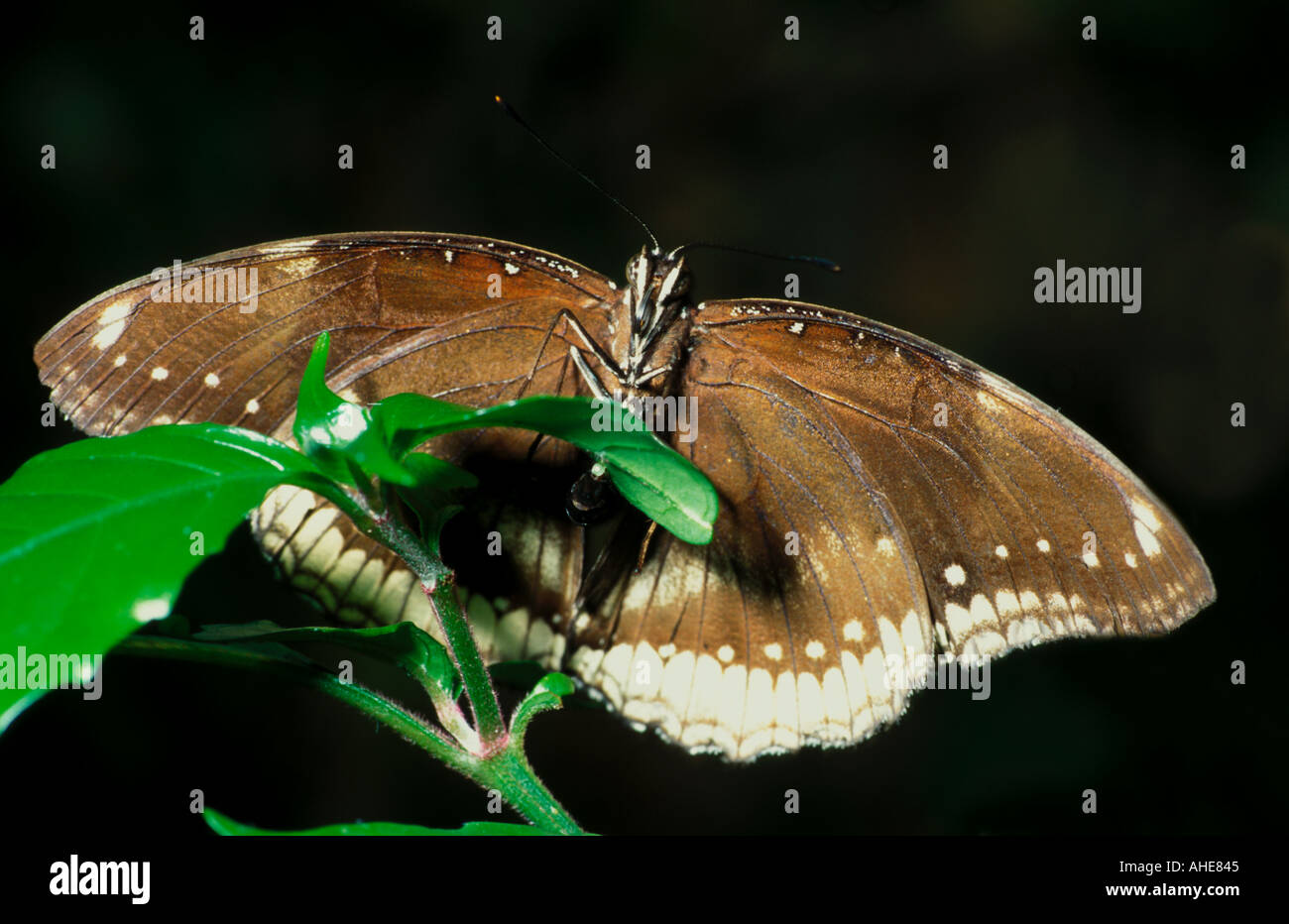 Danaidae sp butterfly laying eggs on the underside of a leaf Stock Photo - Alamy