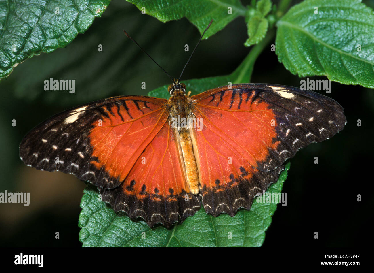Cethosia chrysippe hi-res stock photography and images - Alamy