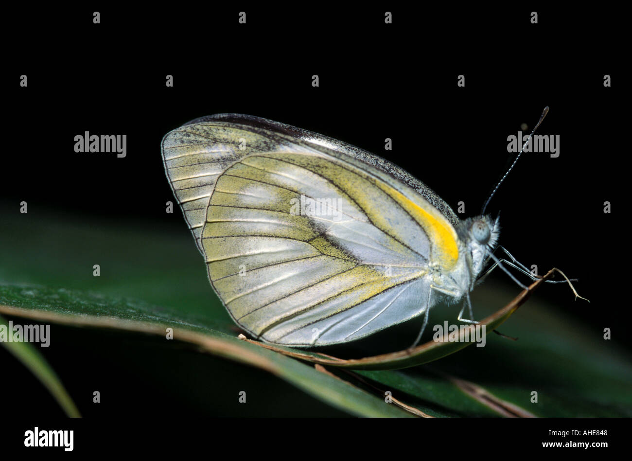 Common grass yellow butterfly hi-res stock photography and images - Alamy