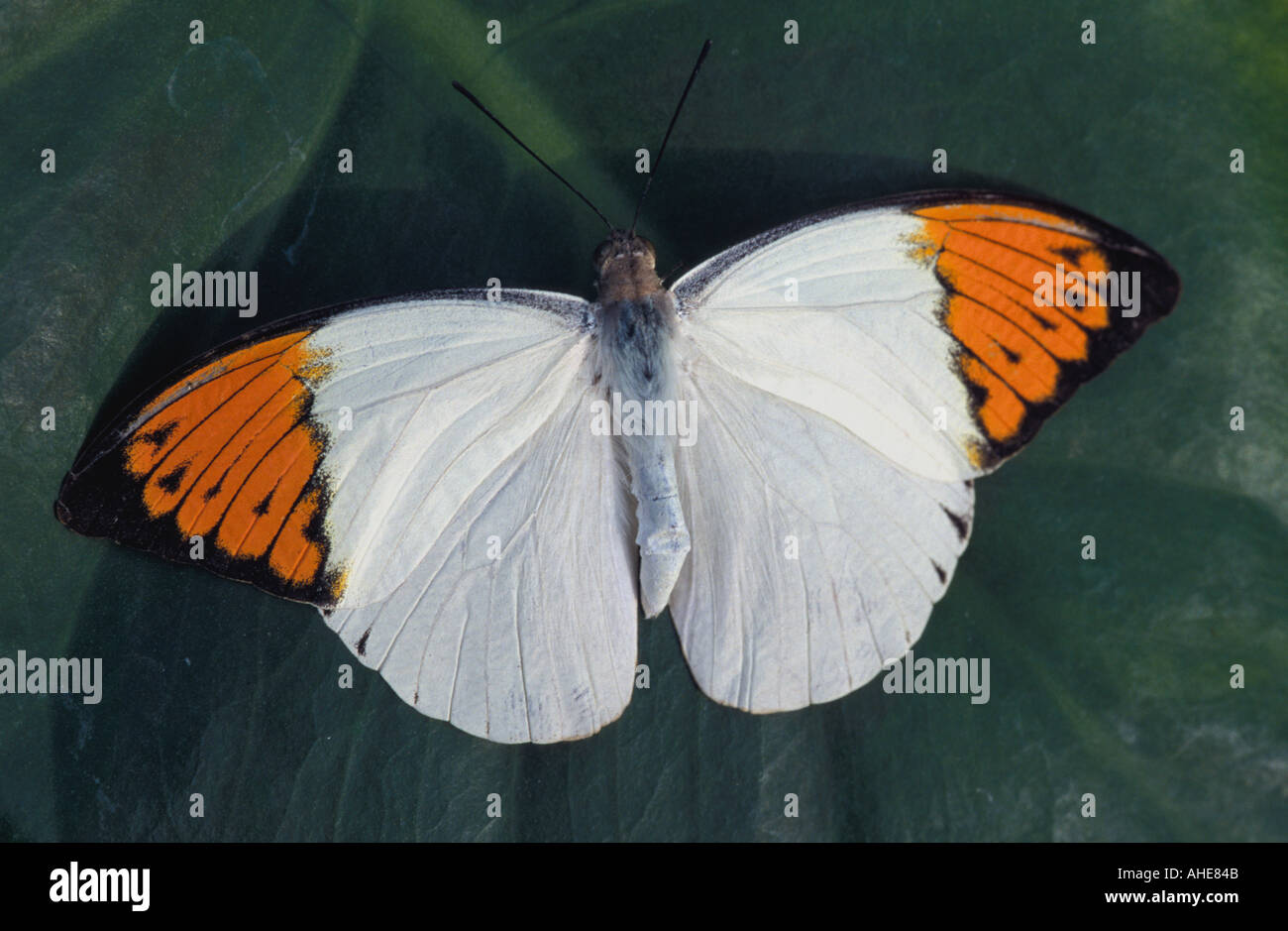 Orange Tip Butterfly
