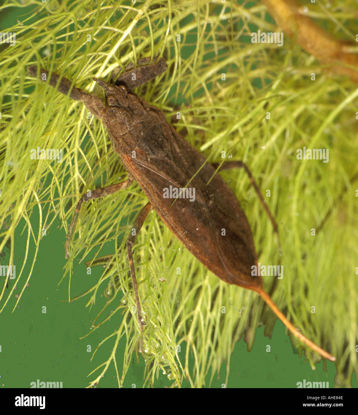 Water Scorpion Nepa cinerea Stock Photo - Alamy