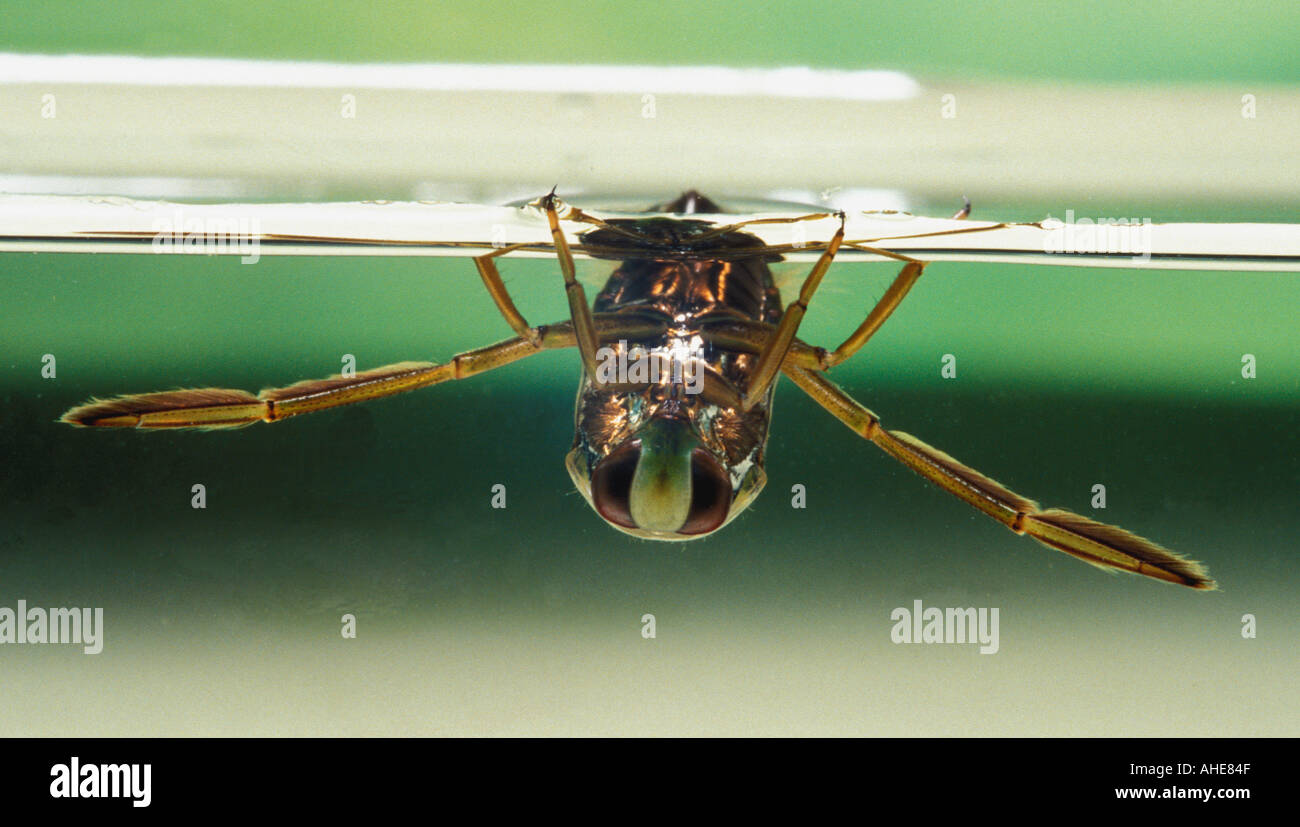 Backswimmer Notonecta glauca Stock Photo - Alamy
