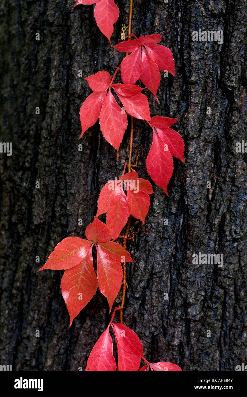 California State University Chico campus in the fall Stock Photo - Alamy