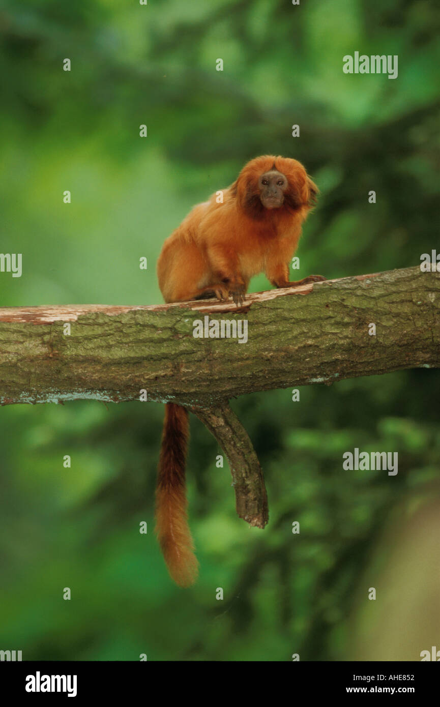 Golden Lion Tamarin Leontopithecus rosalia rosalia Stock Photo - Alamy