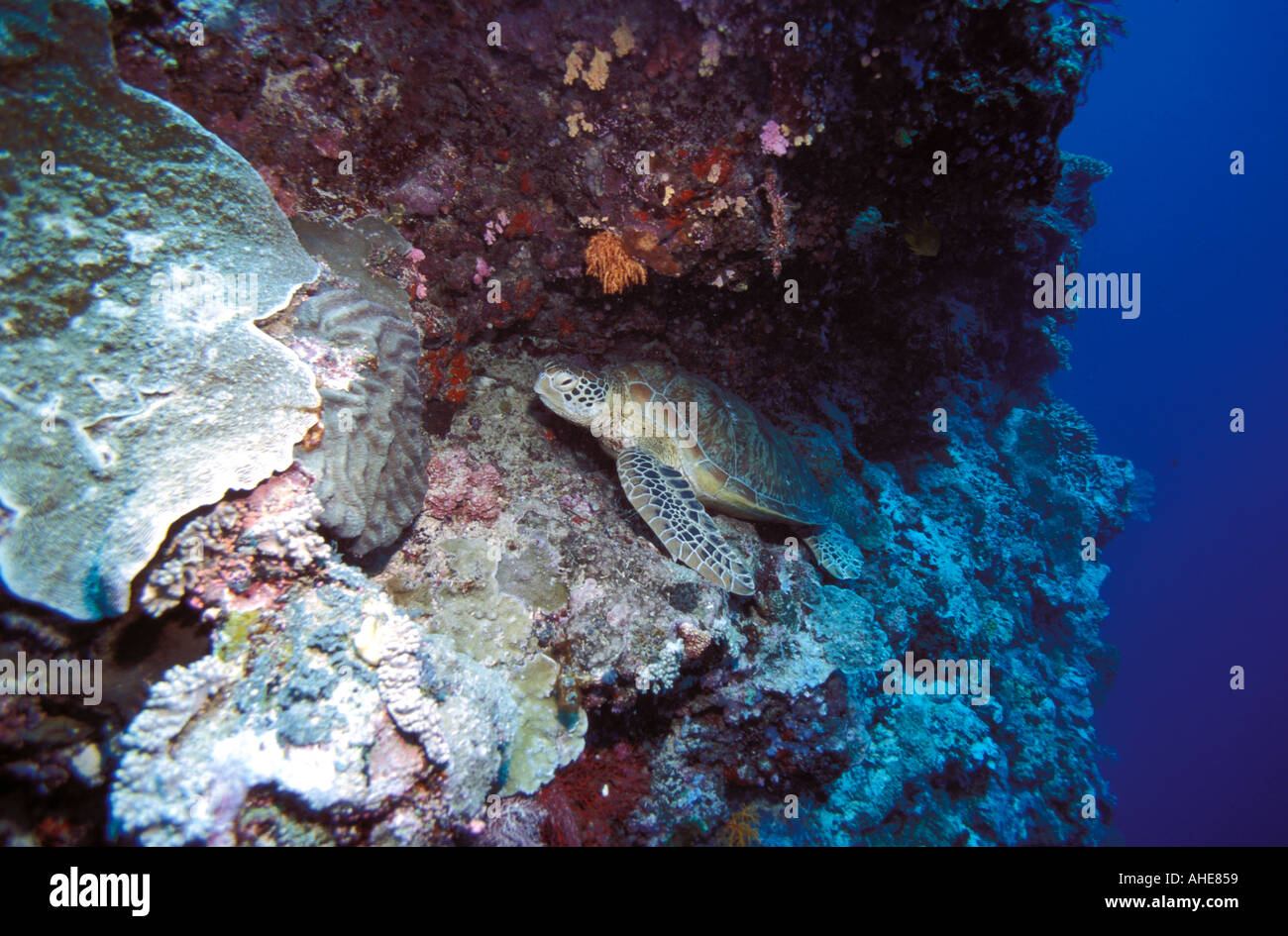 Green Turtle Chelonia mydas Lankayan Island Sabah Borneo Stock Photo ...