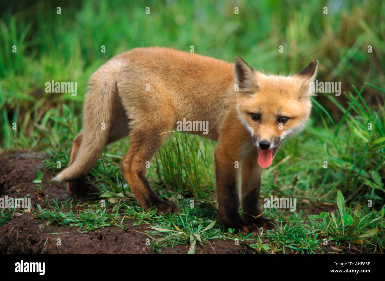 Red fox cub weeks old hi-res stock photography and images - Alamy