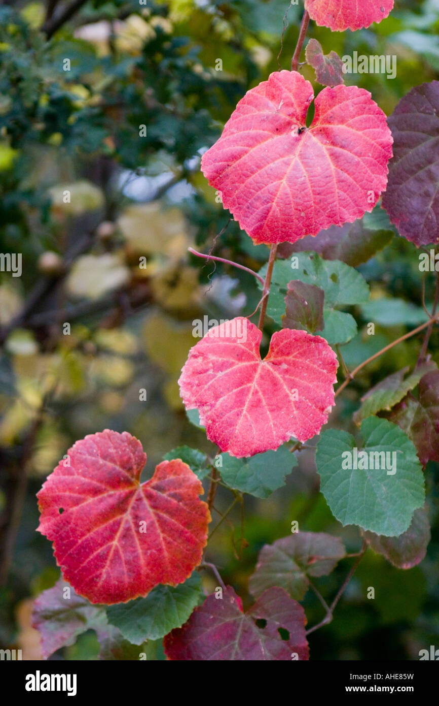 California State University Chico campus in the fall Stock Photo - Alamy