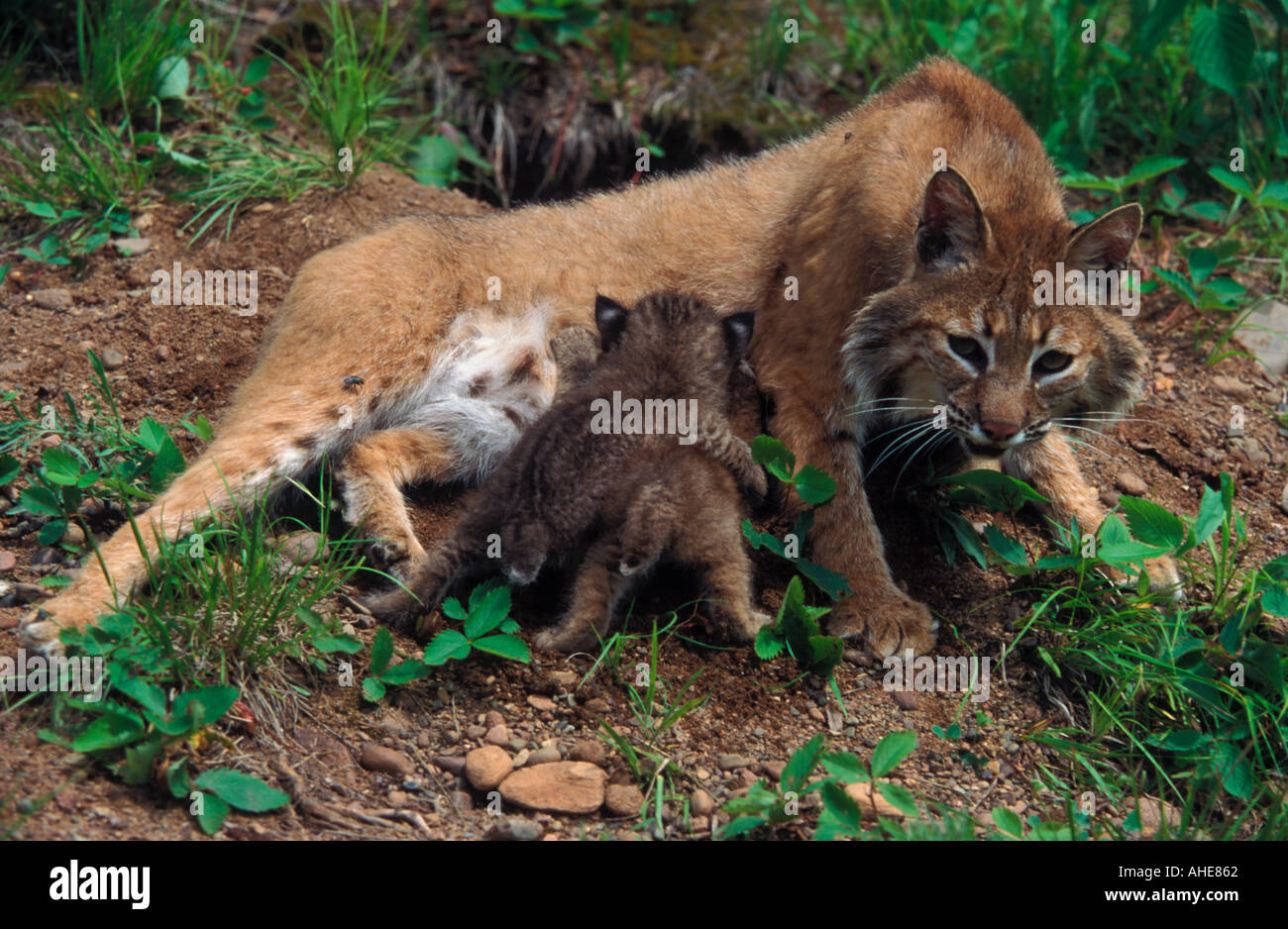 Bobcat Lynx rufus mother and cubs Stock Photo - Alamy