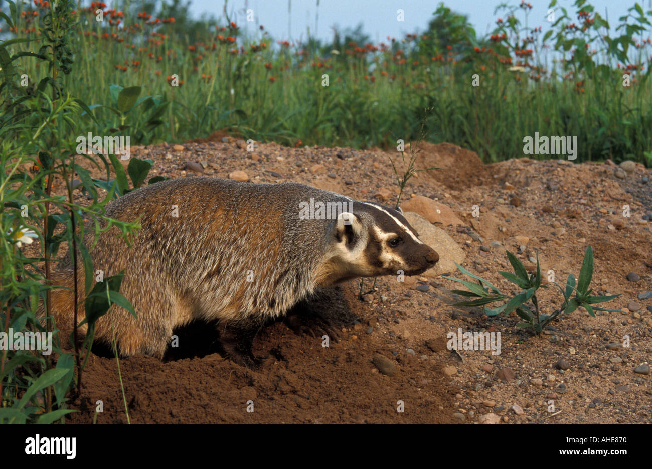 Badger Taxidea taxus digging at burrow USA Stock Photo - Alamy
