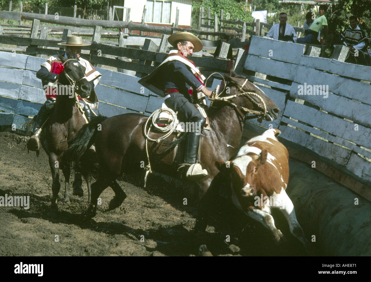Two huasos on a demonstration corralling of cattle at a rodeo in Pucon ...