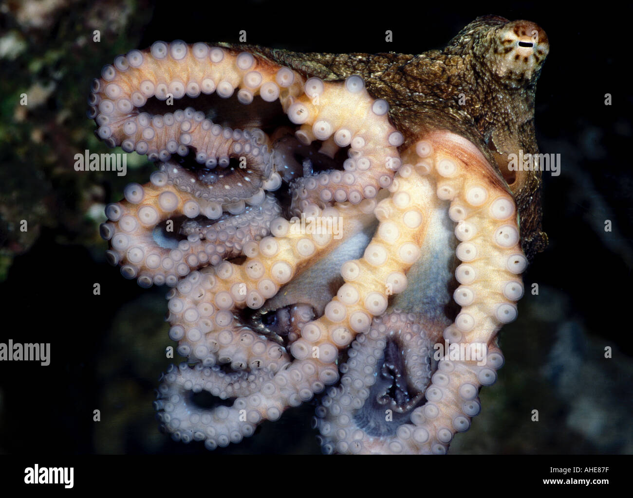 Octopus showing pads on the underside Stock Photo - Alamy