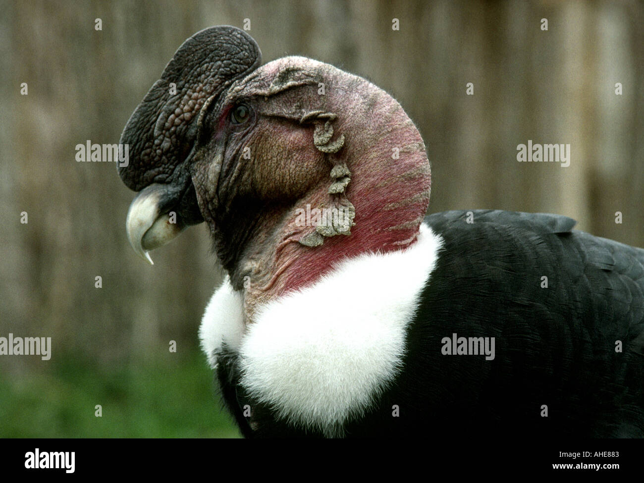 Chile Puerto Natales.Head of a male Andean Condor Stock Photo - Alamy