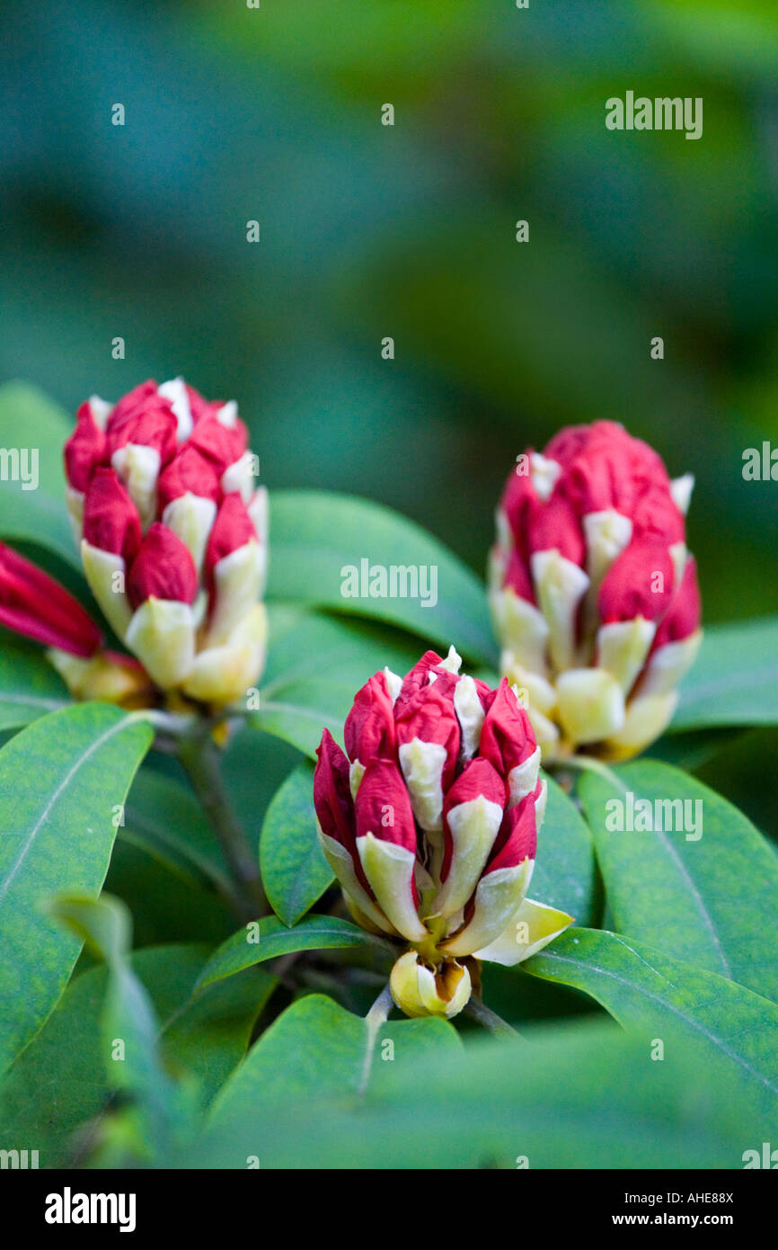 California State University Chico campus in the spring Stock Photo - Alamy