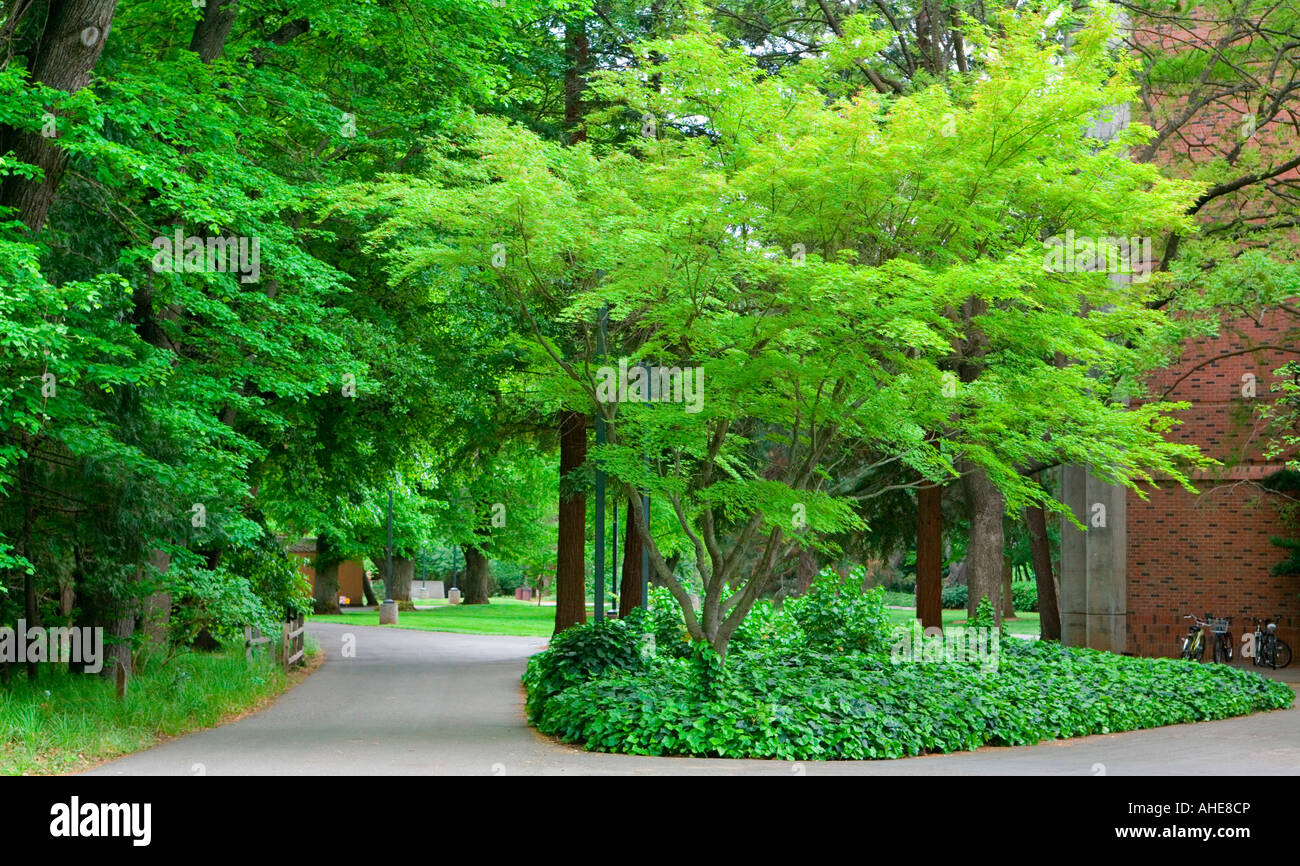 California State University Chico campus in the spring Stock Photo - Alamy