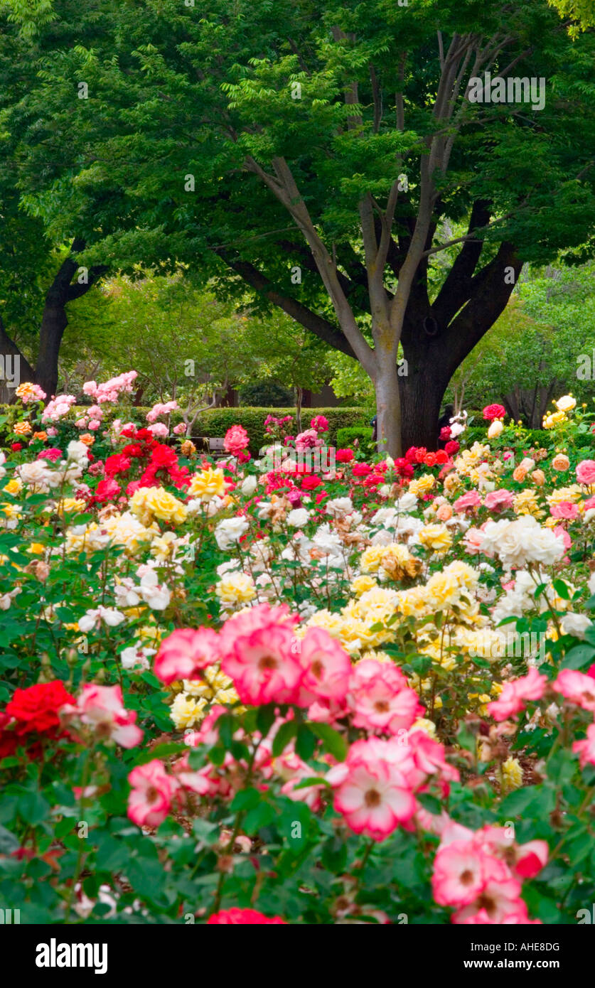 California State University Chico campus in the spring Stock Photo - Alamy