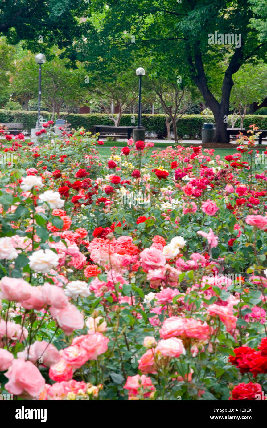 California State University Chico campus in the spring Stock Photo - Alamy