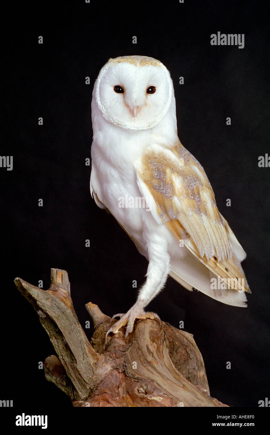 Barn Owl, Tyto alba alba Stock Photo - Alamy