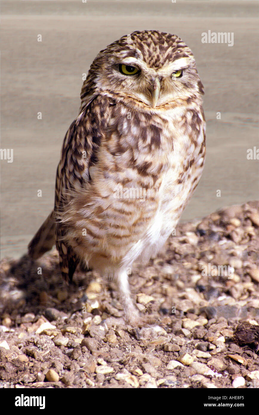 Feathered eyebrows hi-res stock photography and images - Alamy