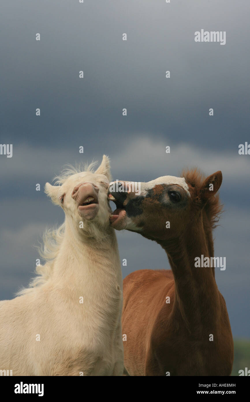 Two foals playing Stock Photo - Alamy