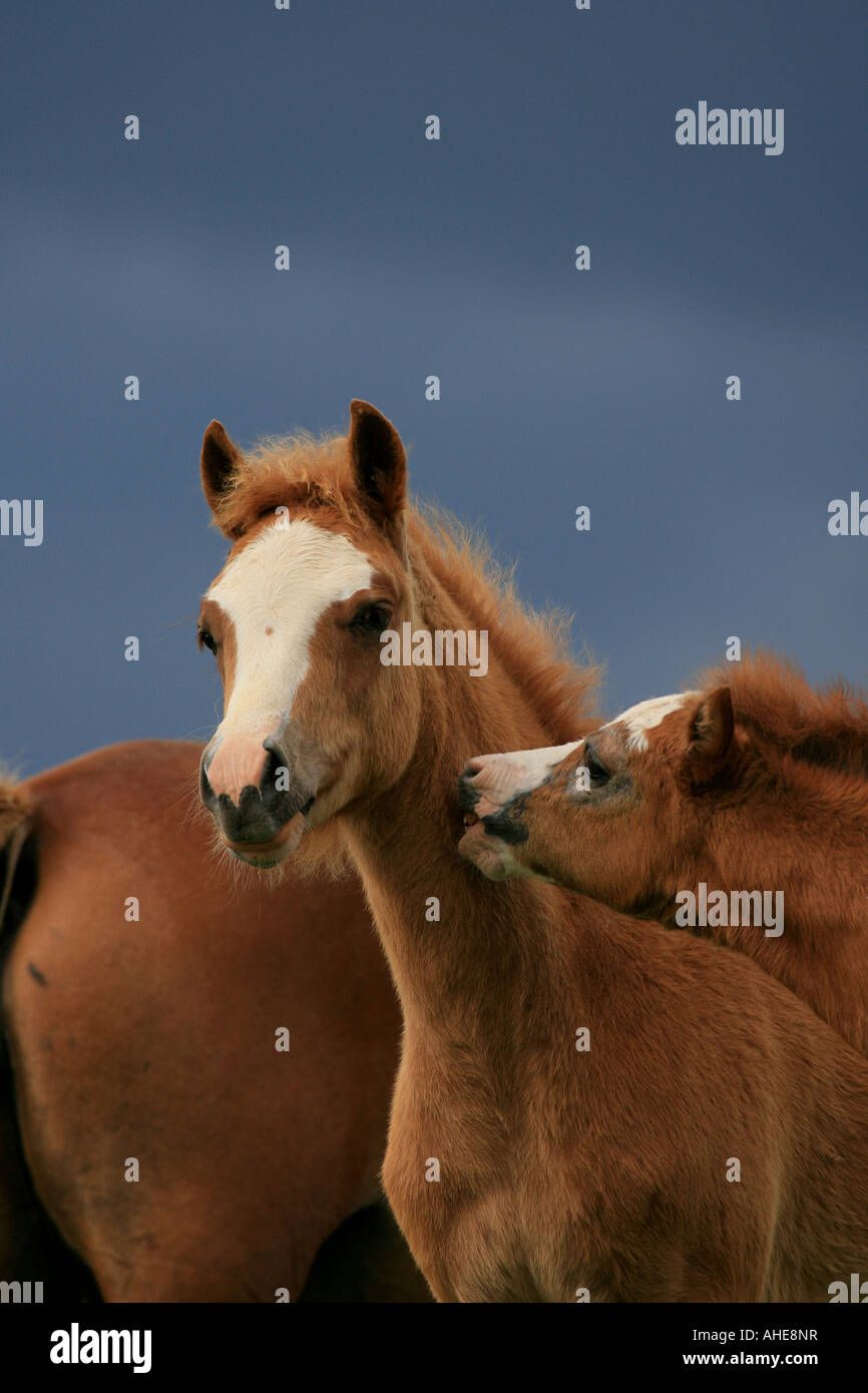 Two foals playing Stock Photo - Alamy