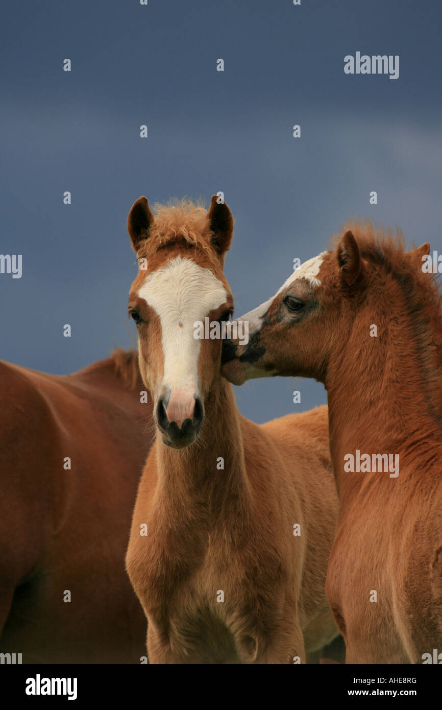 Two foals playing Stock Photo - Alamy